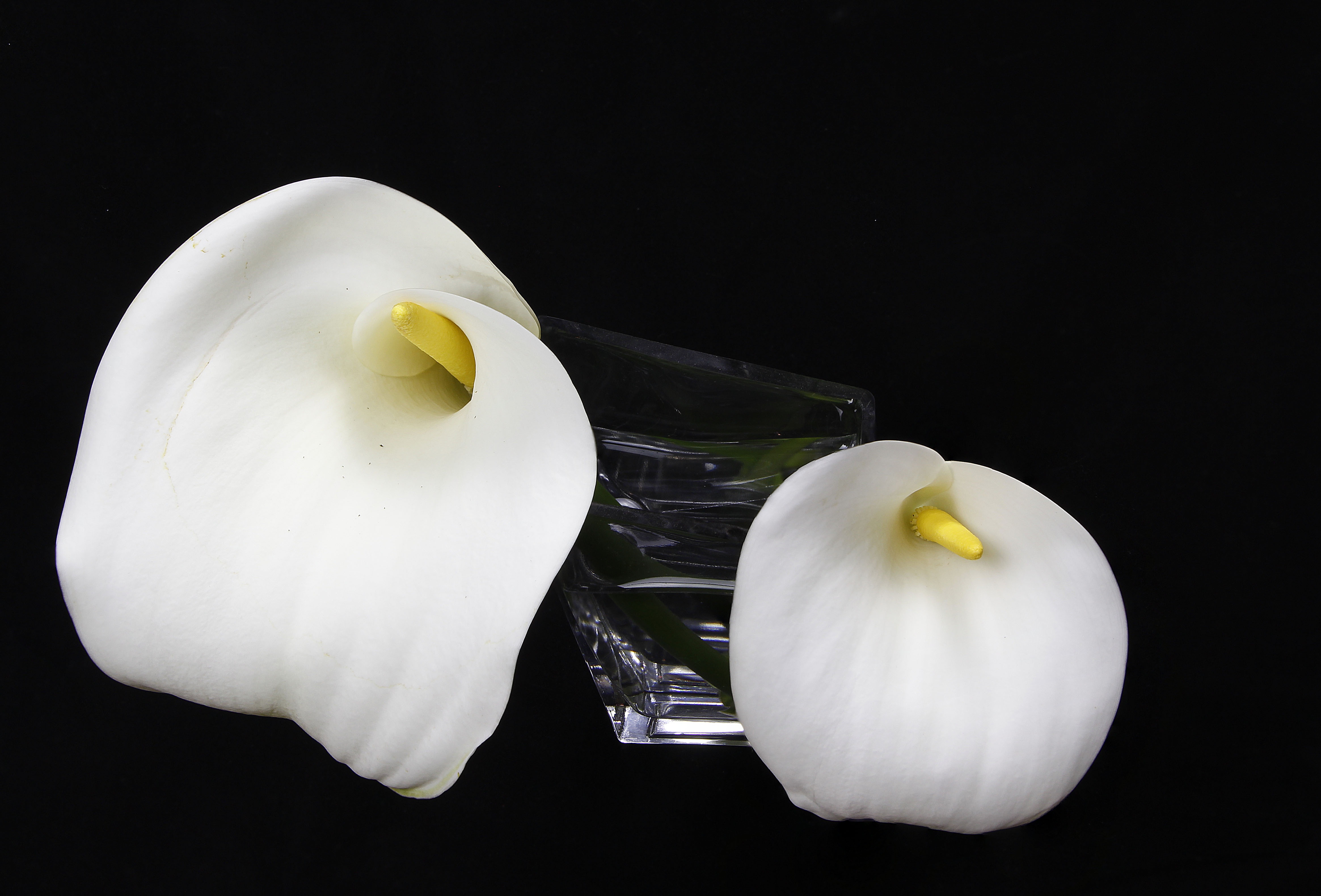 Flowers Alcatraz White In free image download