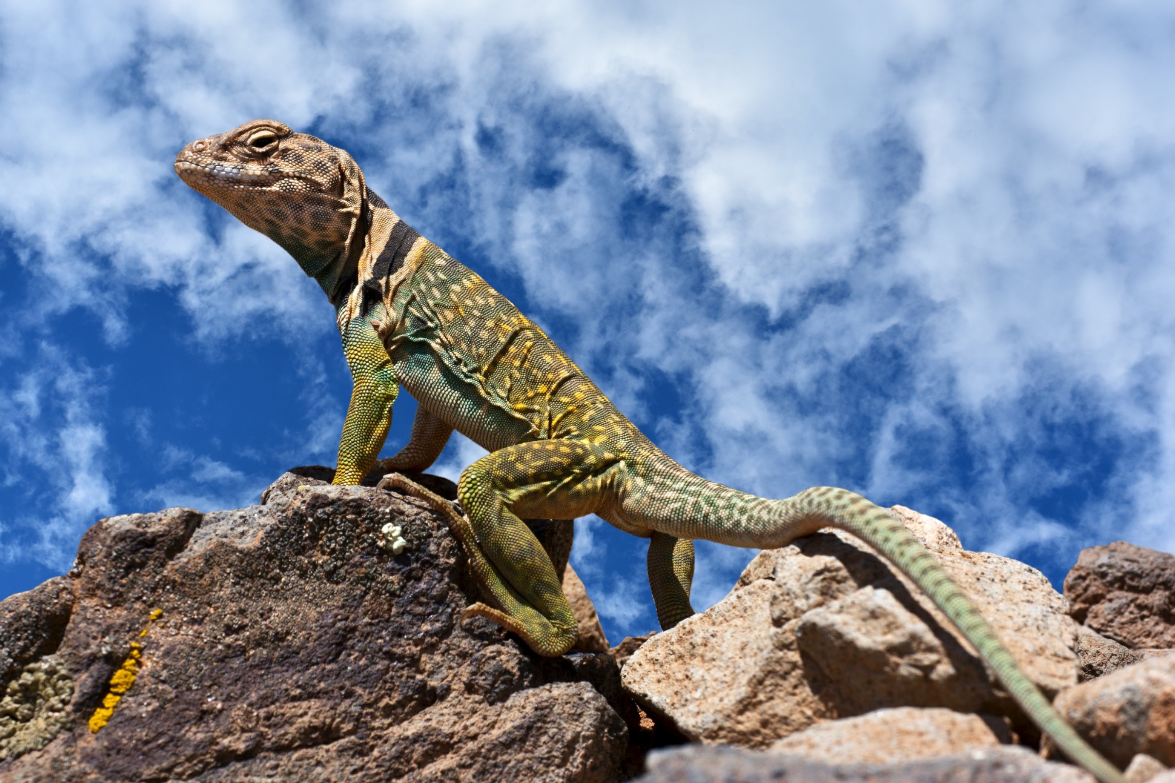 Collared Lizard Reptile Animal free image download