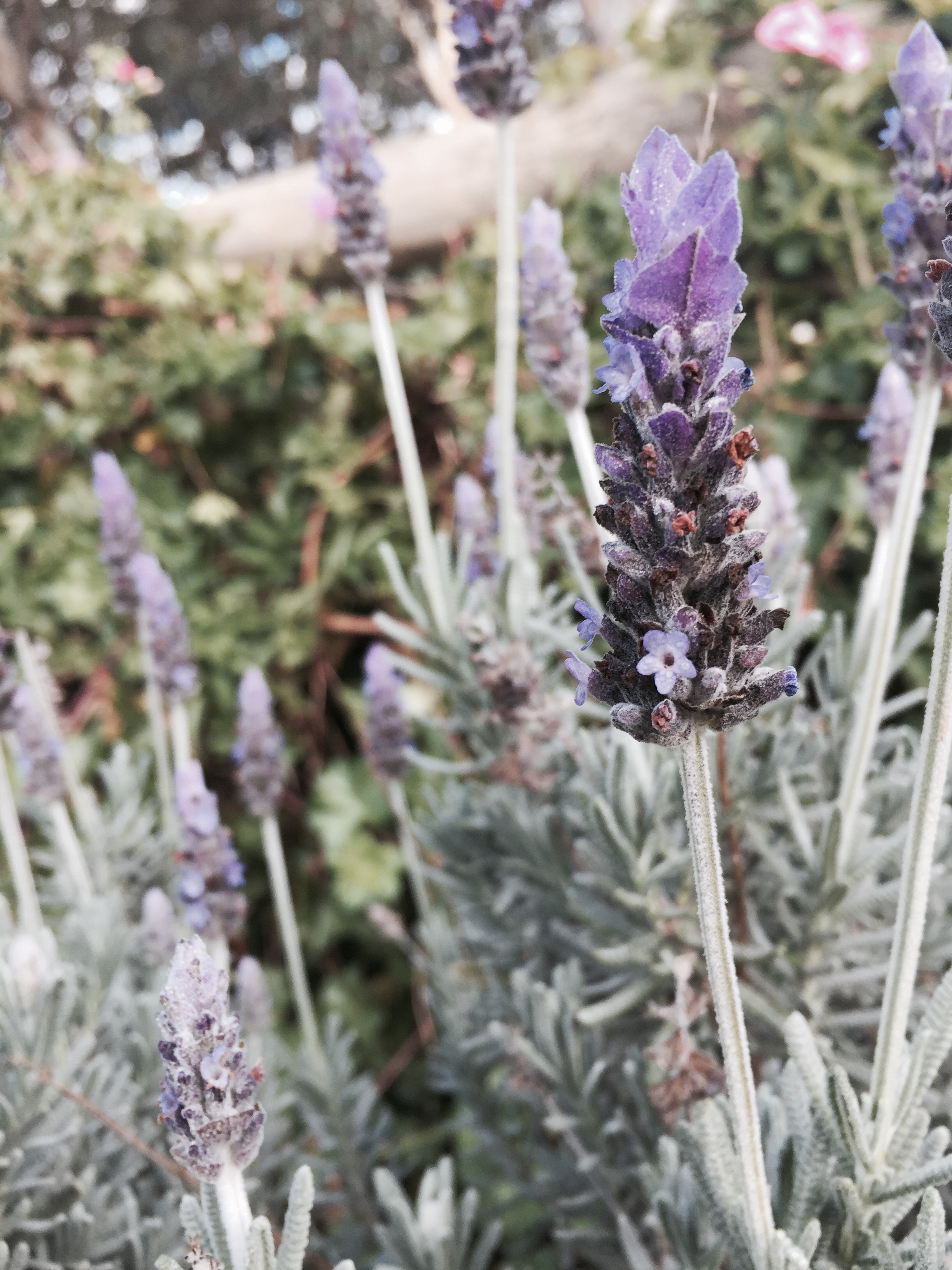 Lavender Nature Purple free image download