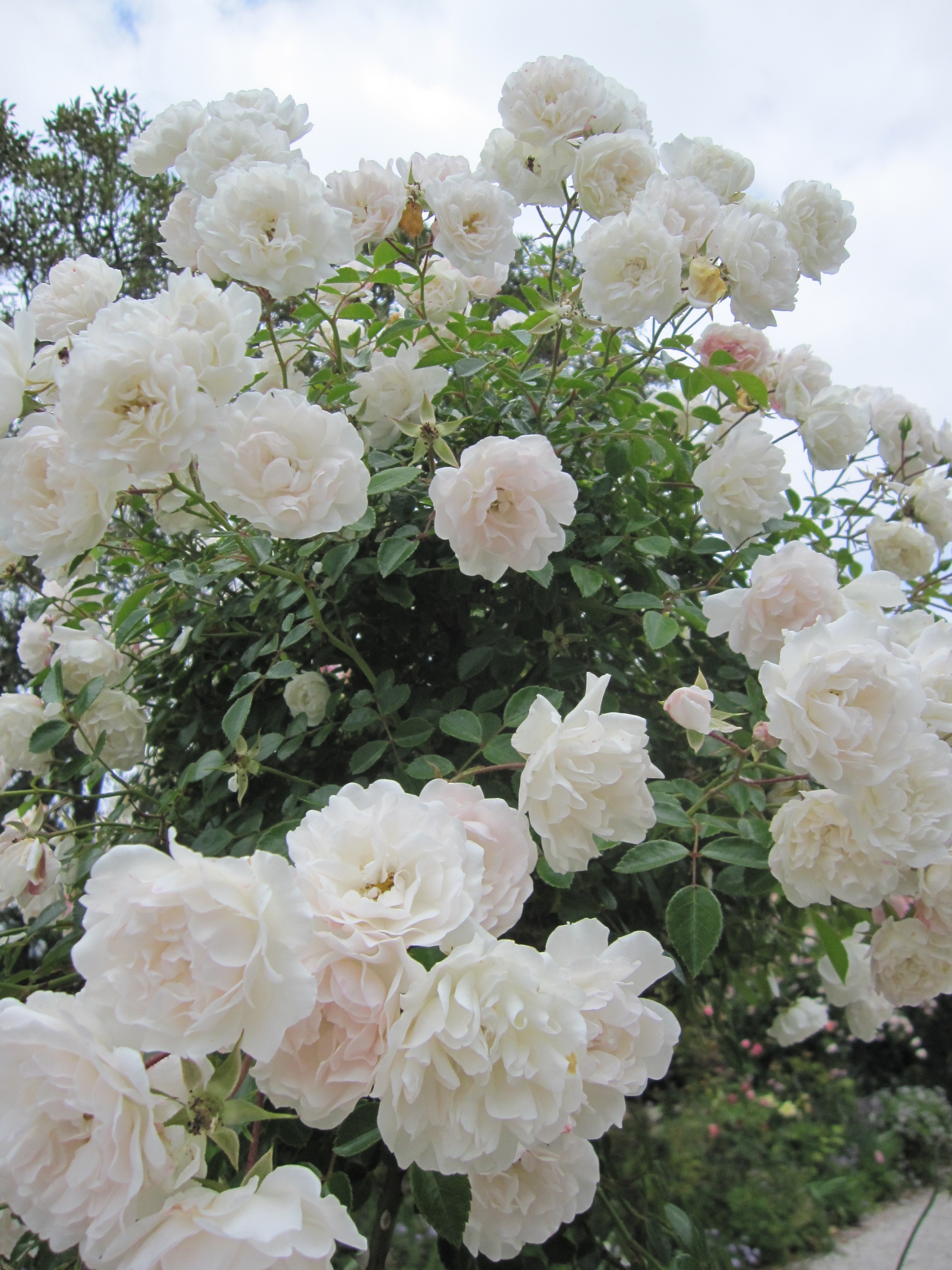 Flowers White Rose free image download