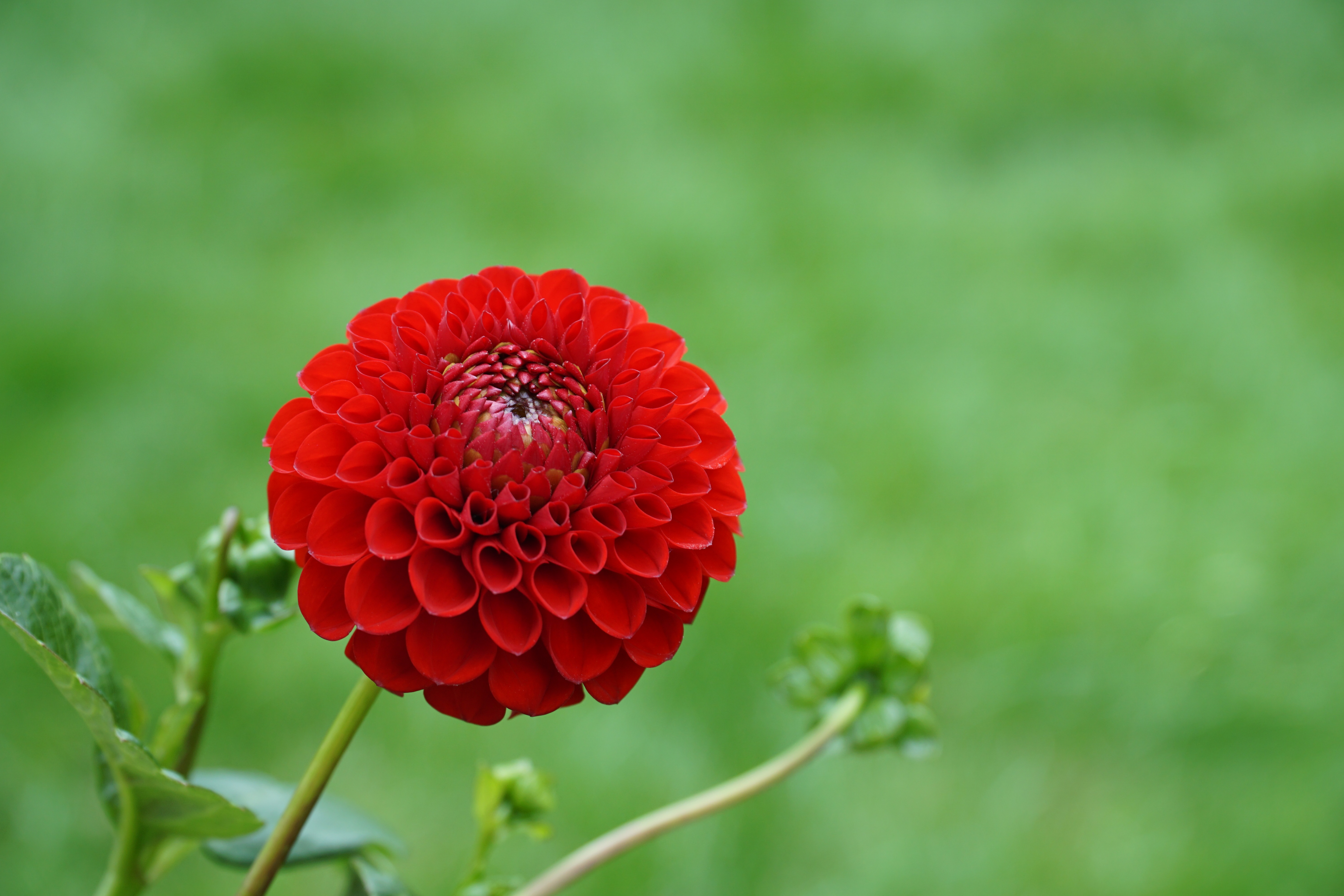 Red ball bud free image download