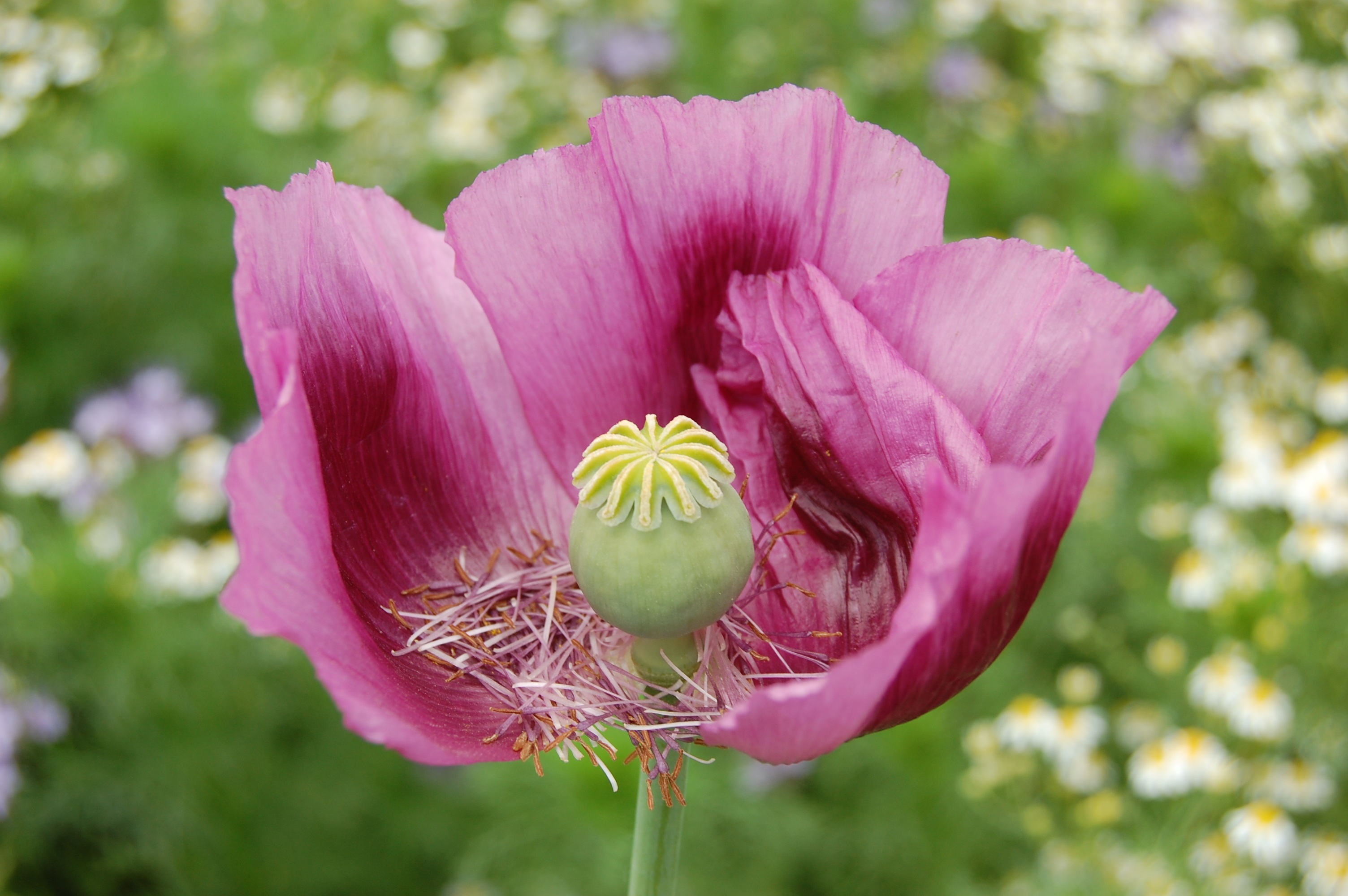 Flower Glaive Pink Blossoms free image download