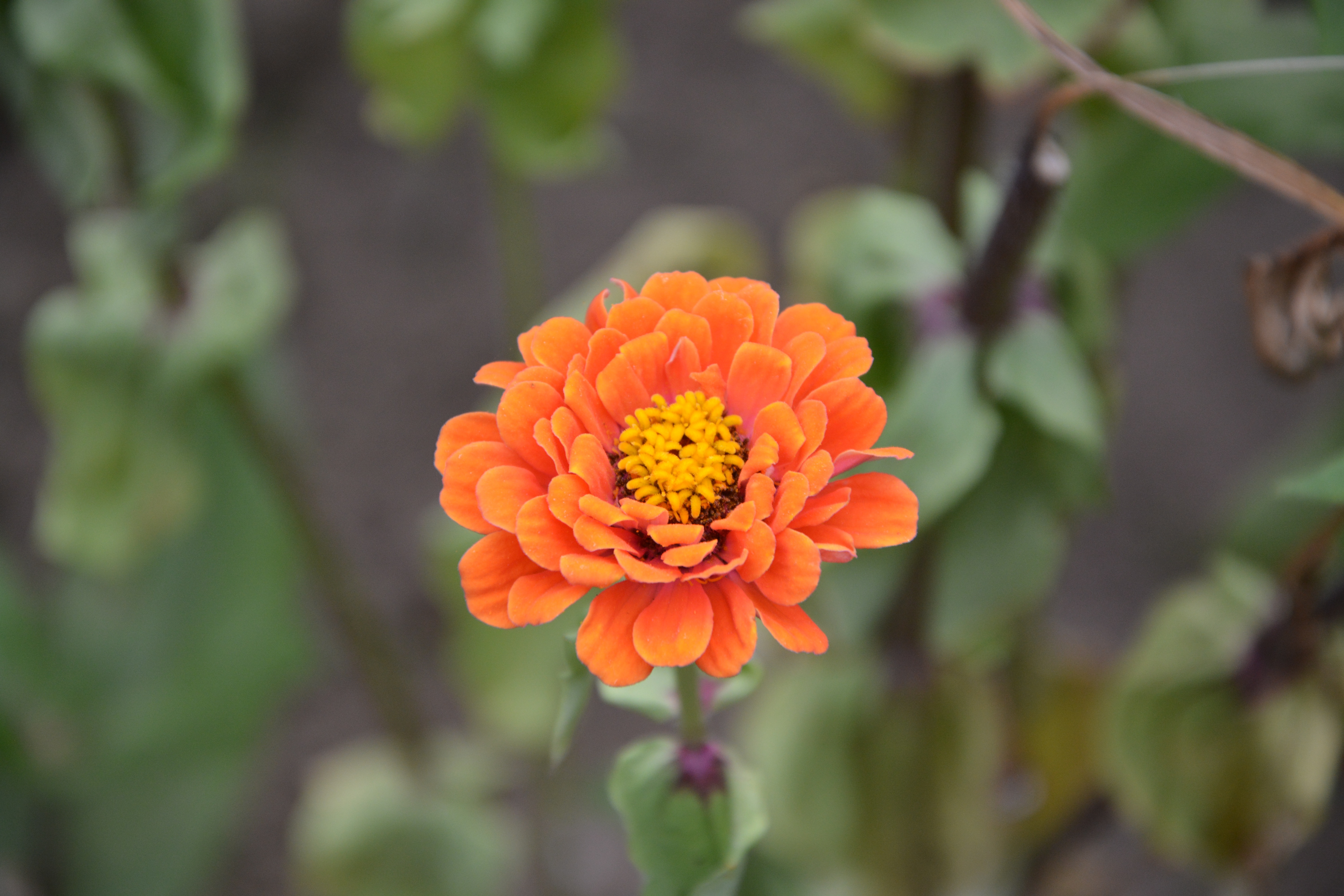 Flowers Garden Massif Flower free image download
