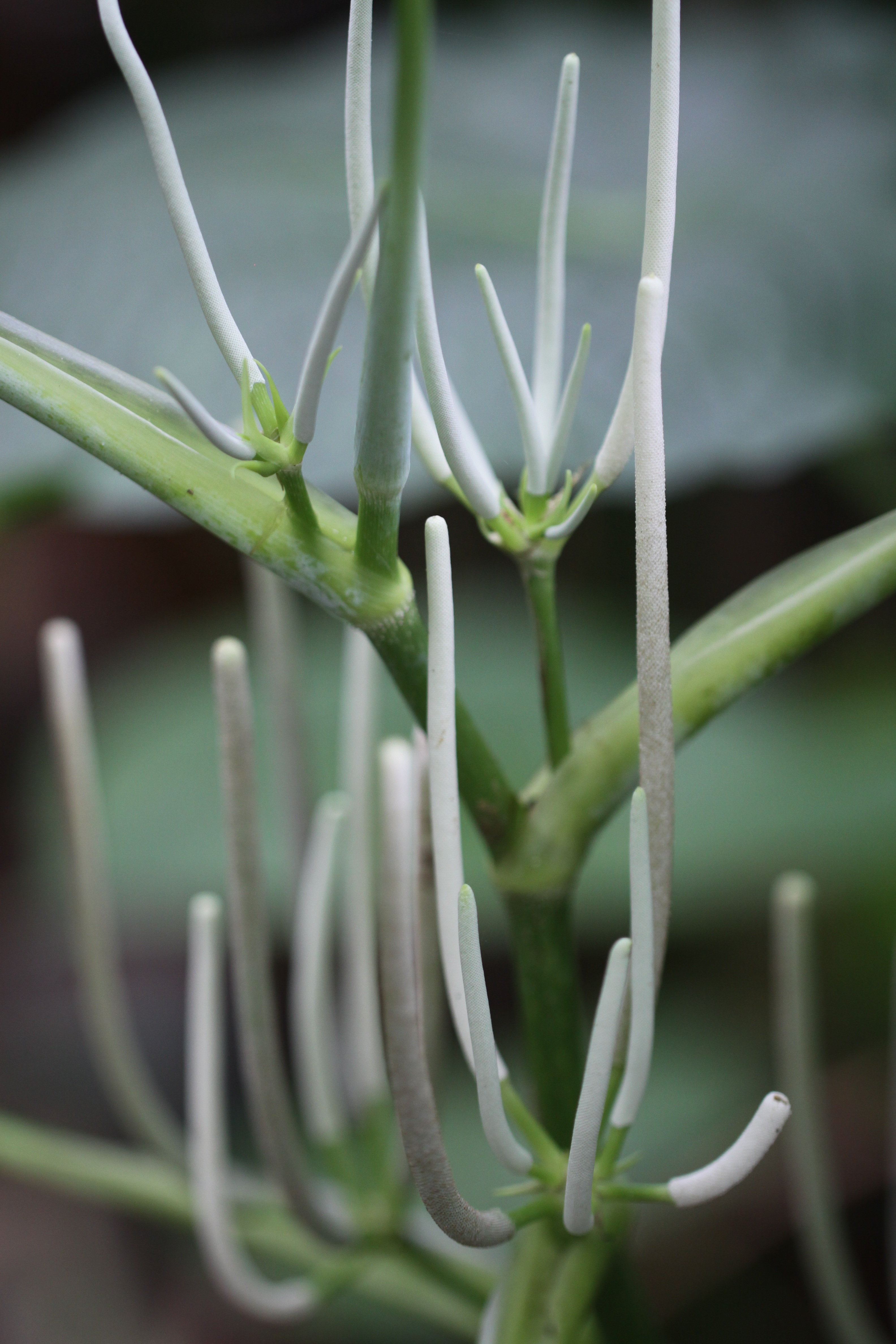 Araceae Sp White Tropical free image download