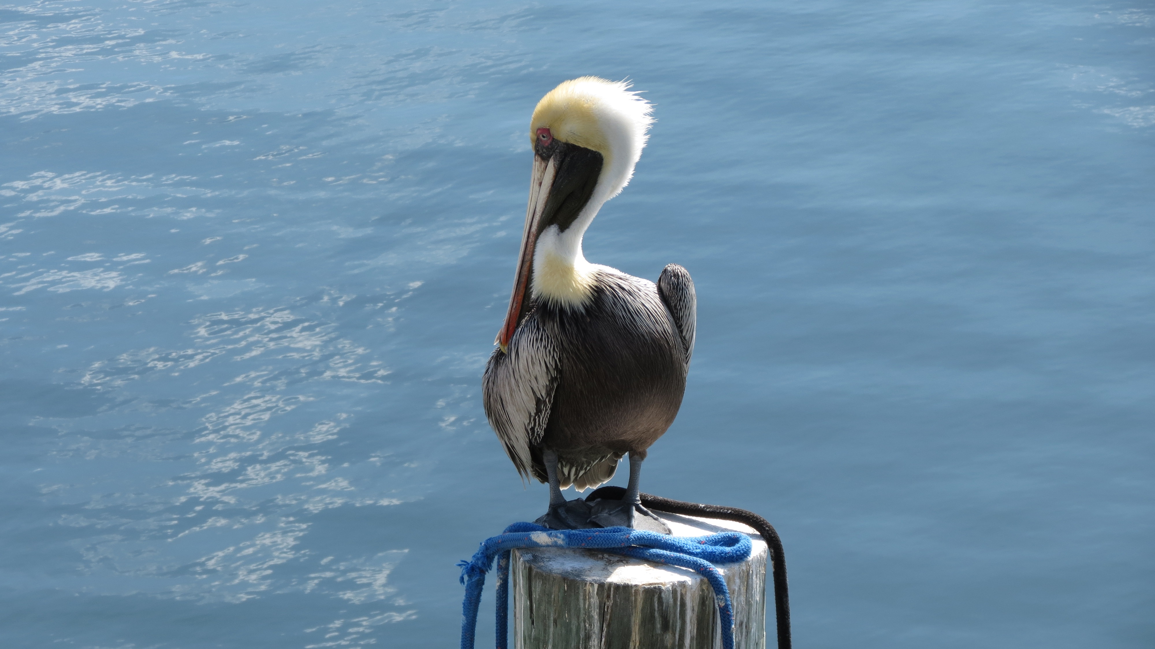 Pelican Florida Keys Key free image download