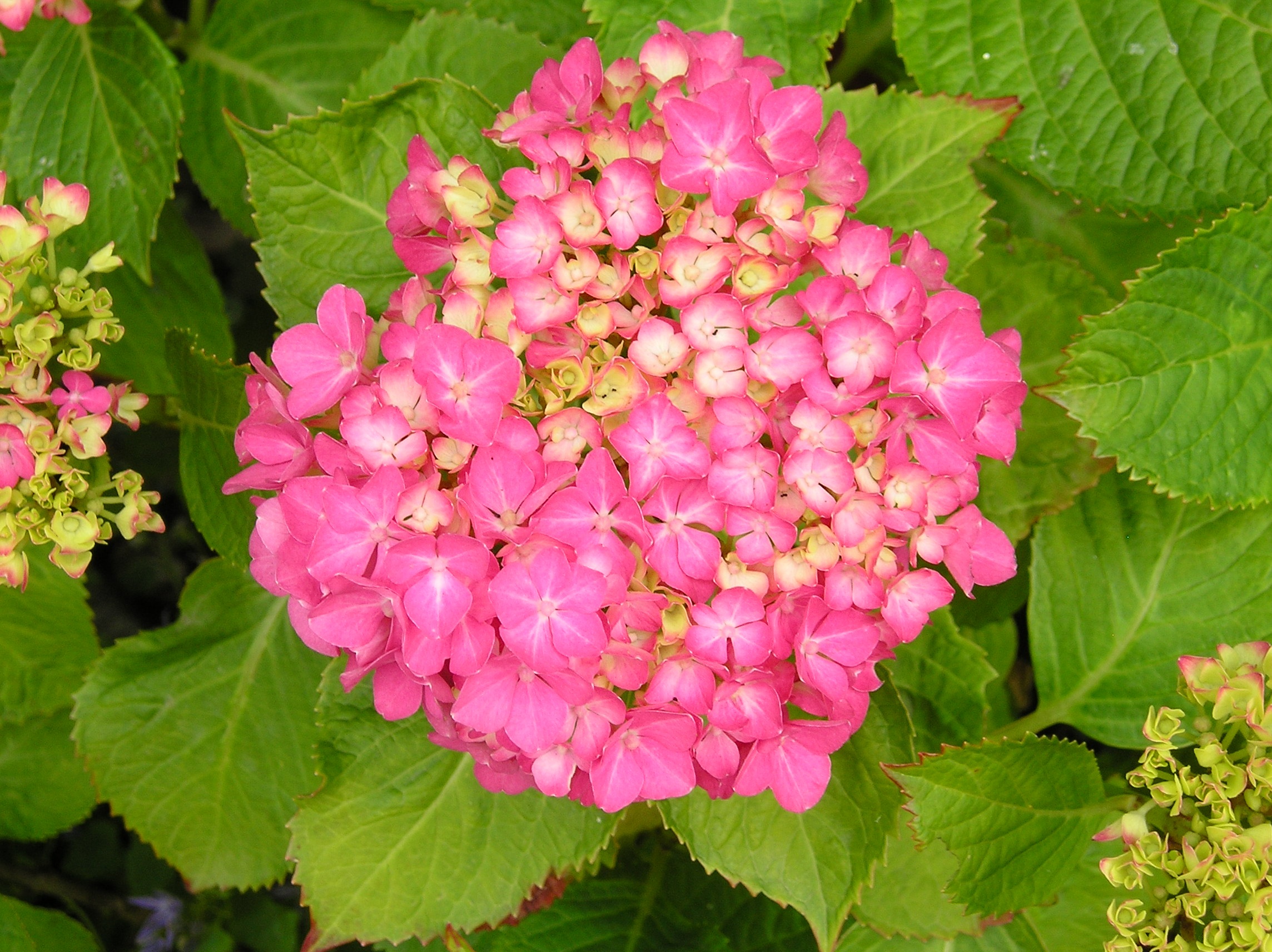 Flower Hydrangea Sheet free image download