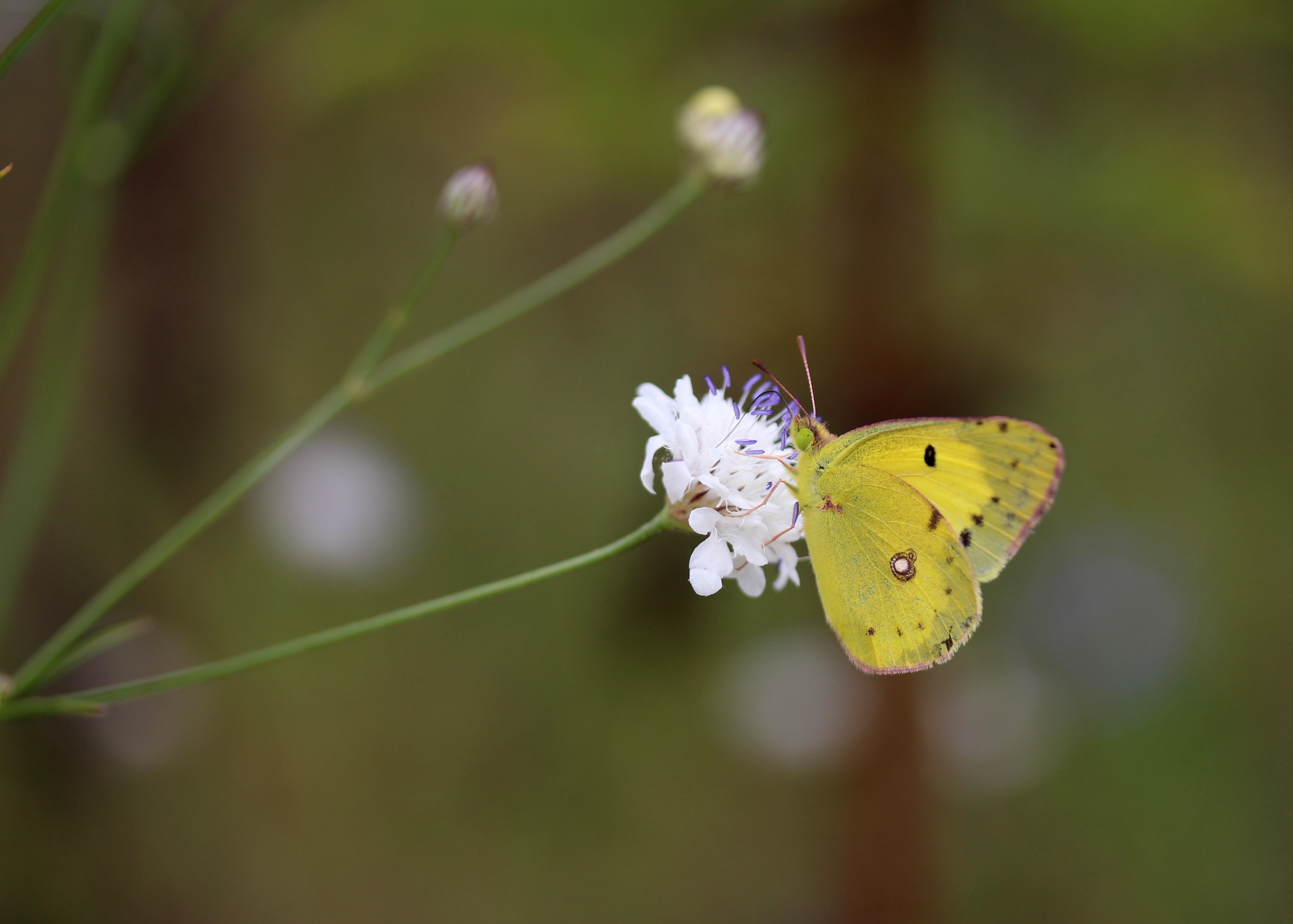 Butterfly Yellow Flower free image download