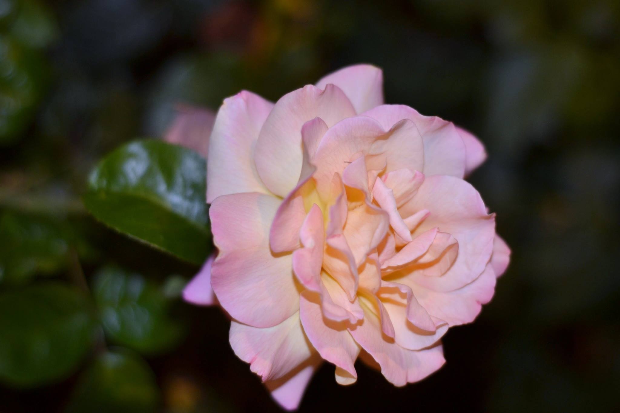 Desire Flower Photography free image download