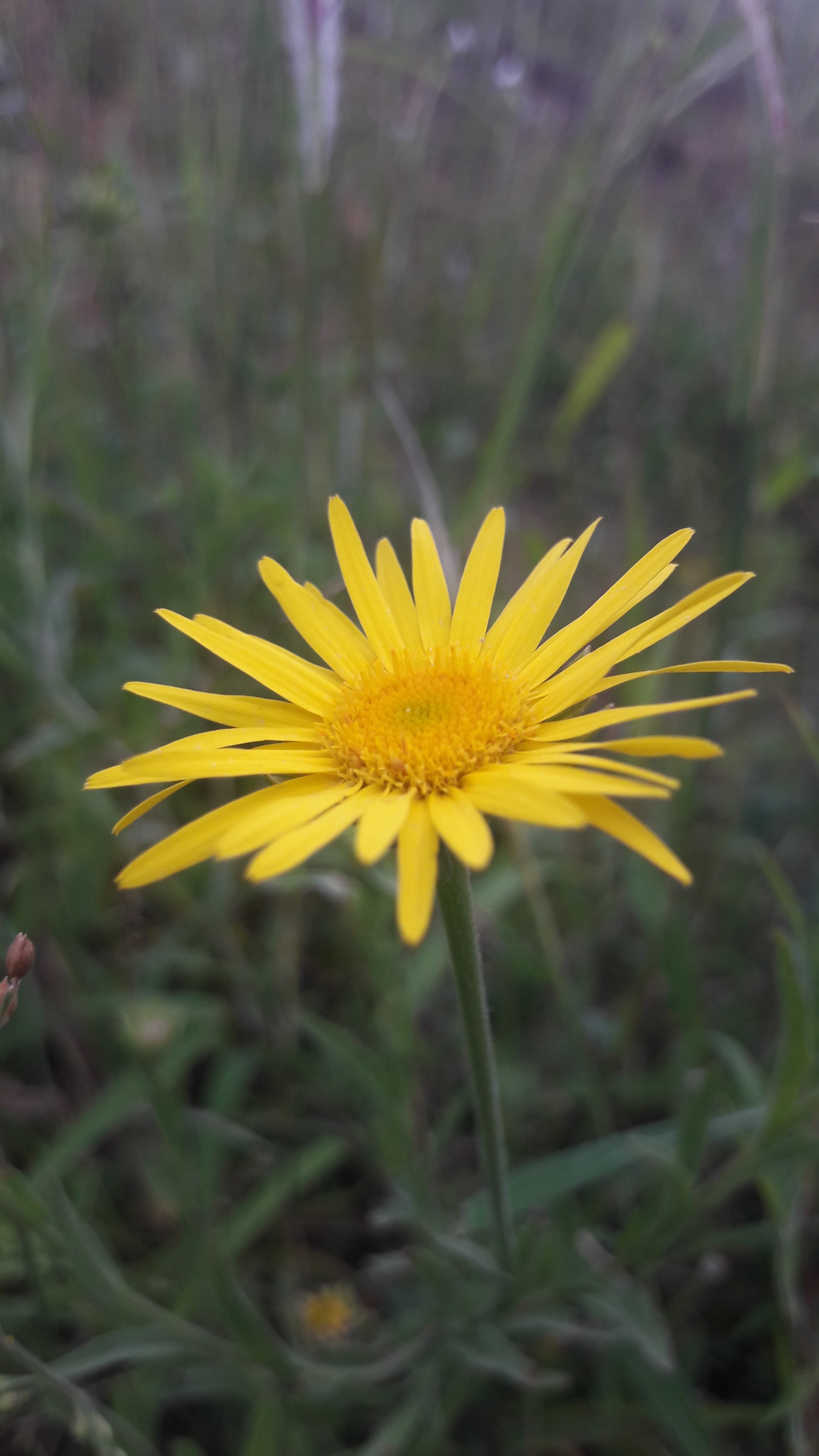 Flowers Yellow Nature free image download