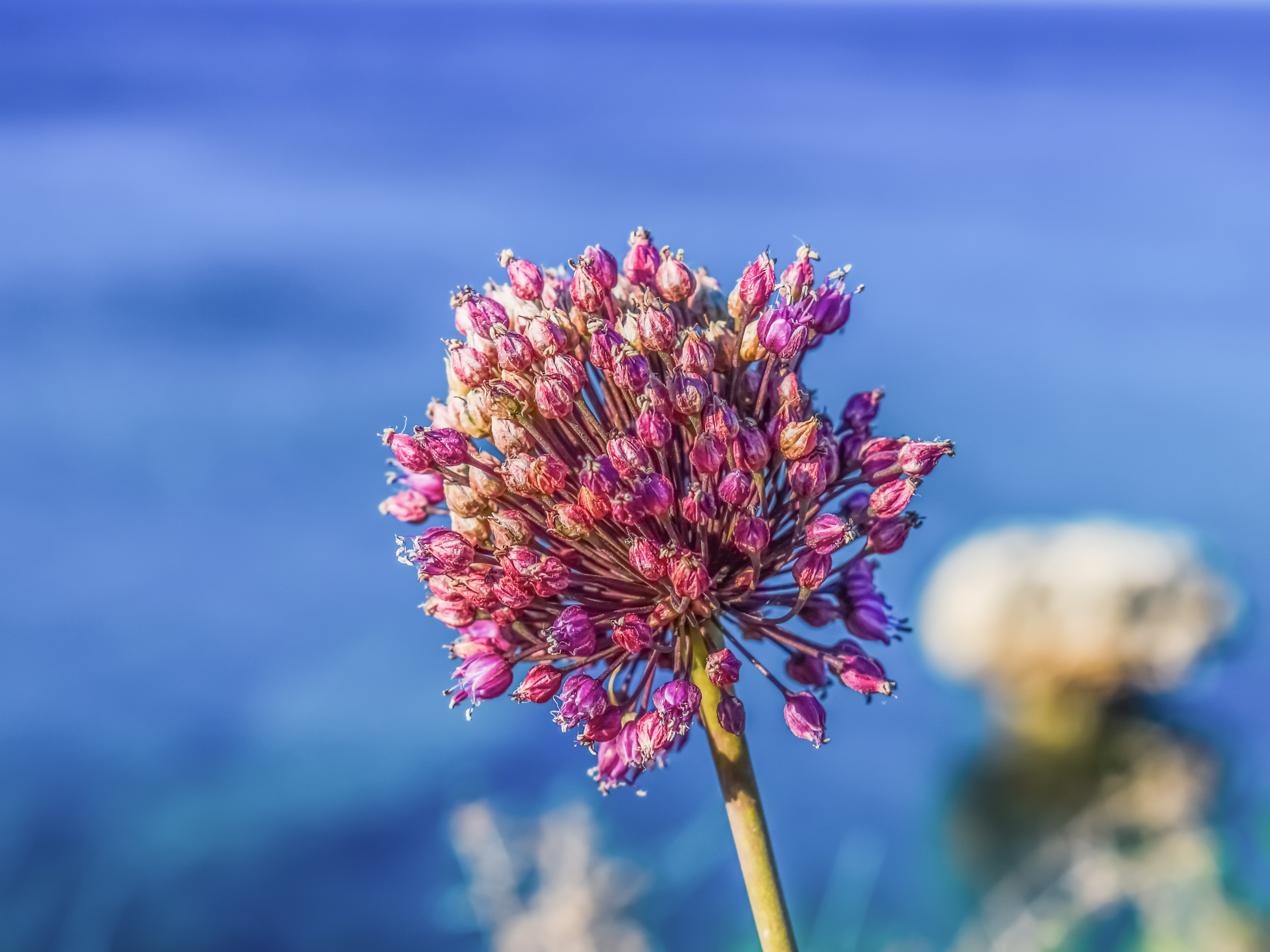 Allium Wildflower Spring free image download