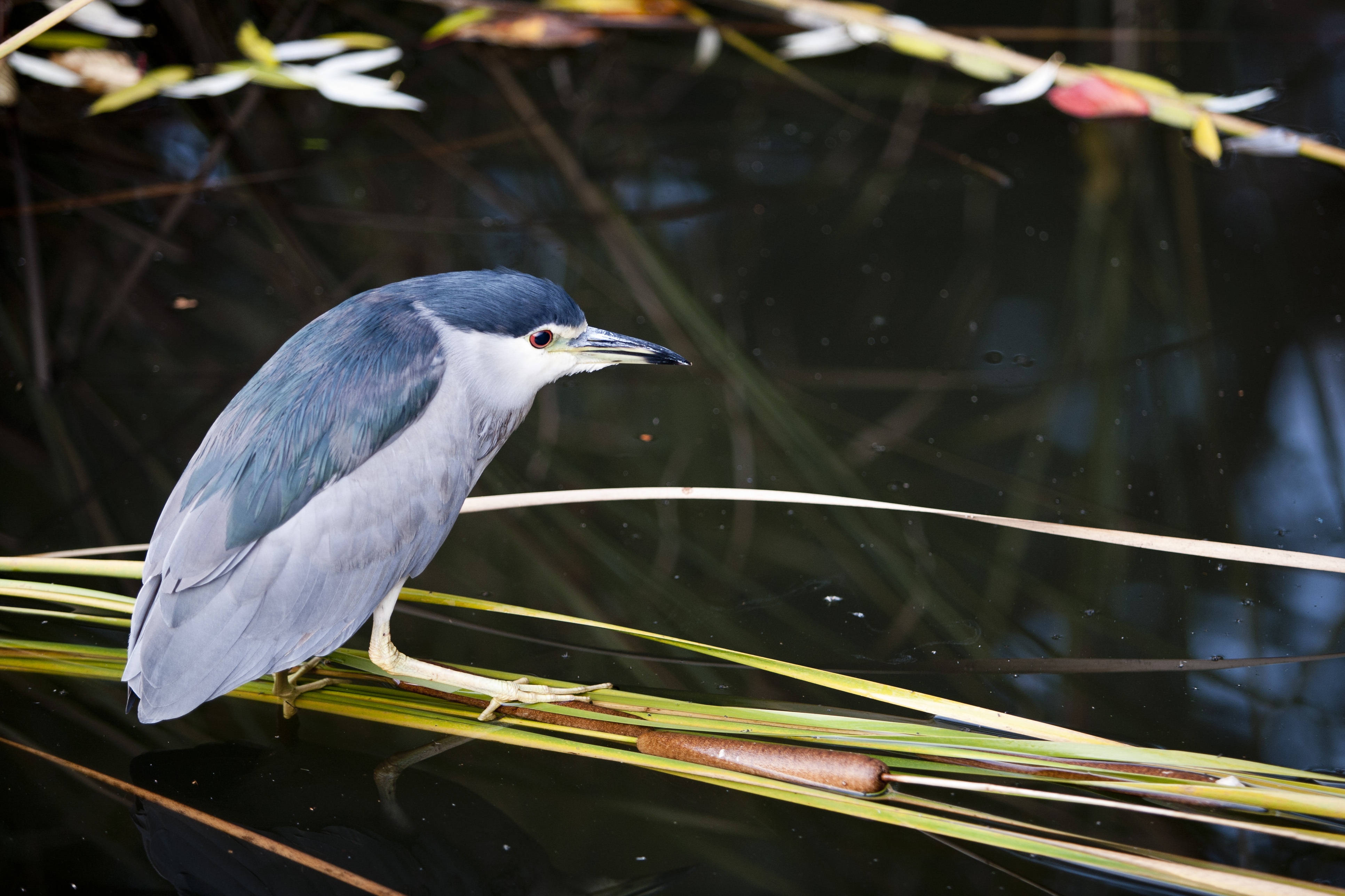 New Hunt Nature Migratory free image download