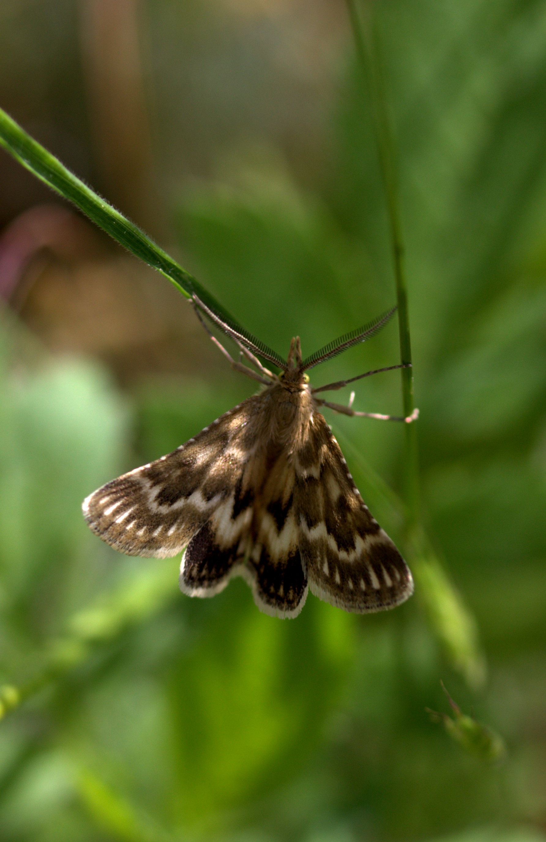 Butterfly Spike Insecta free image download