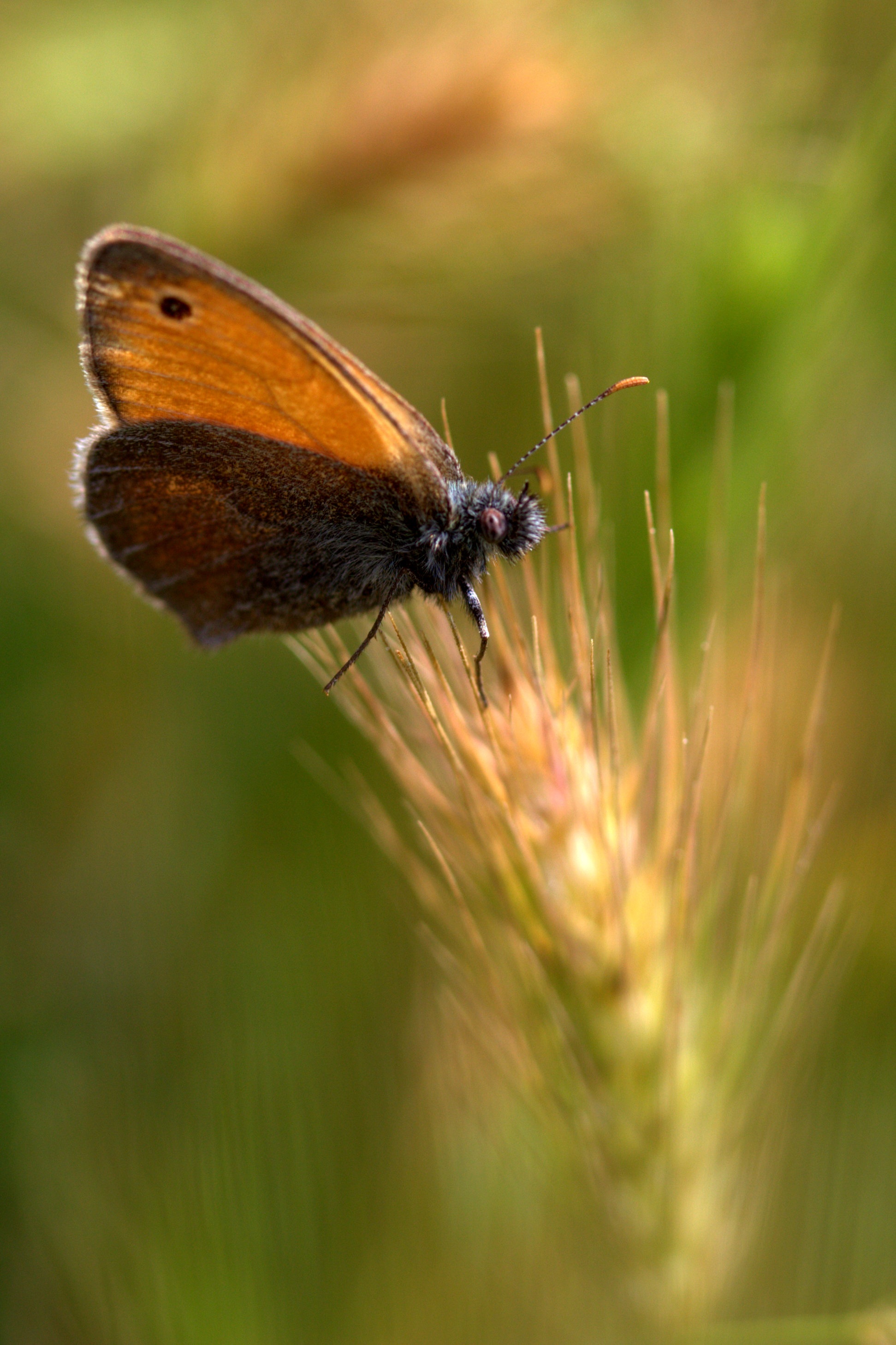 Butterfly Spike Red free image download