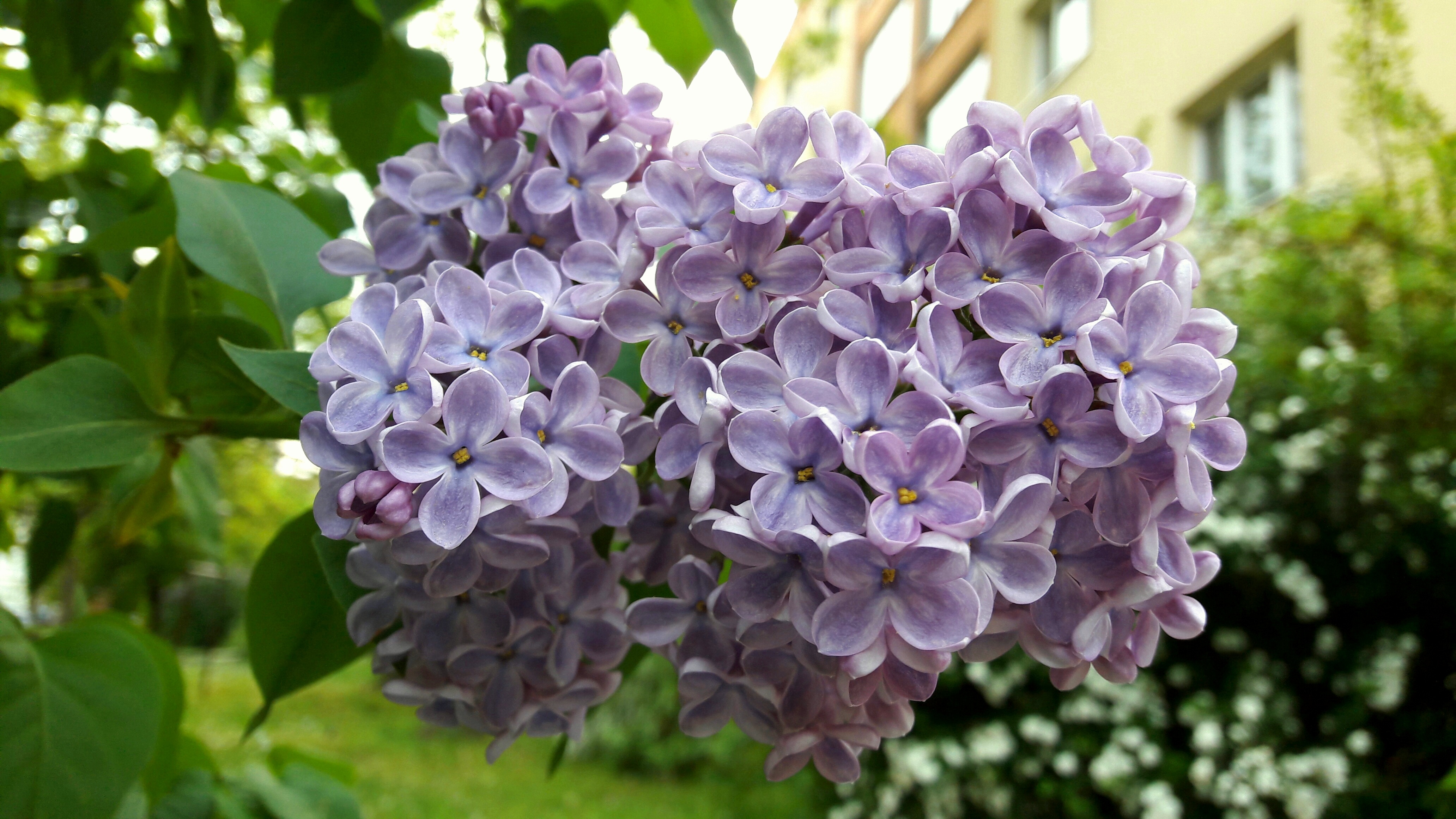 Lilac Bloom Spring free image download