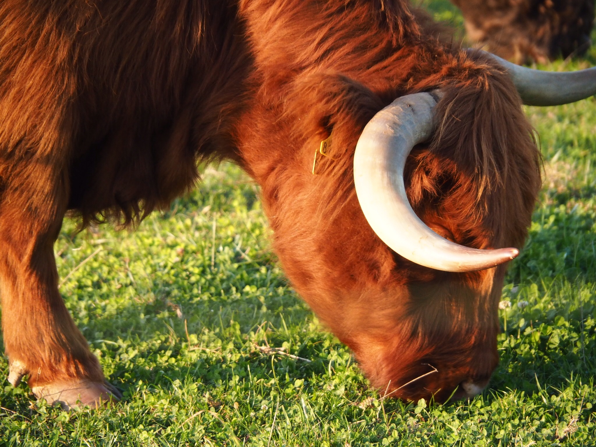 Beef Calf Highlands Scottish free image download