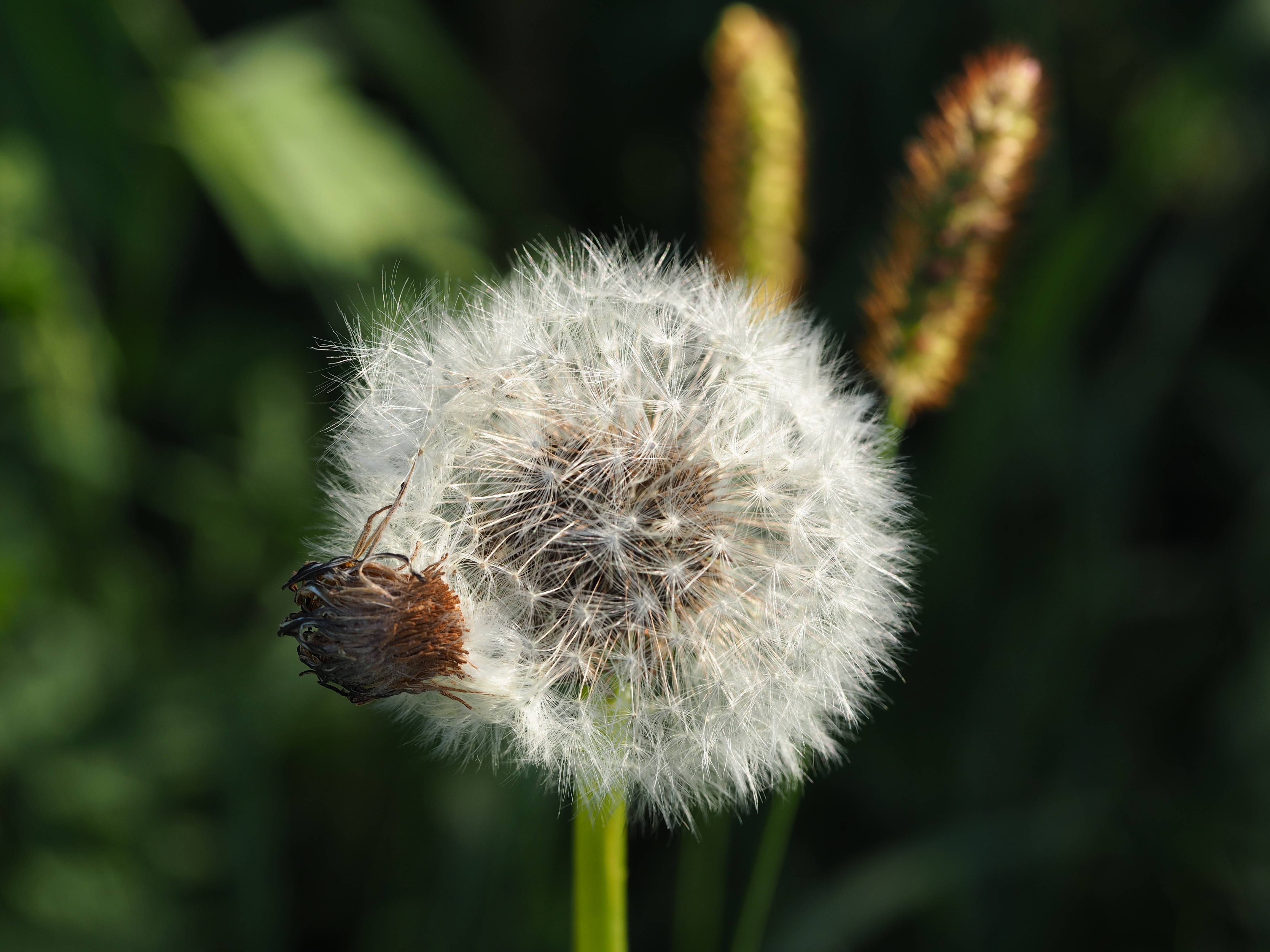 Dandelion Nature Green free image download