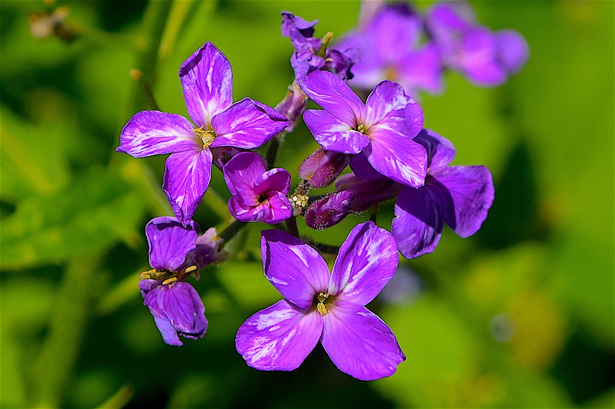 Flower Purple Nature free image download