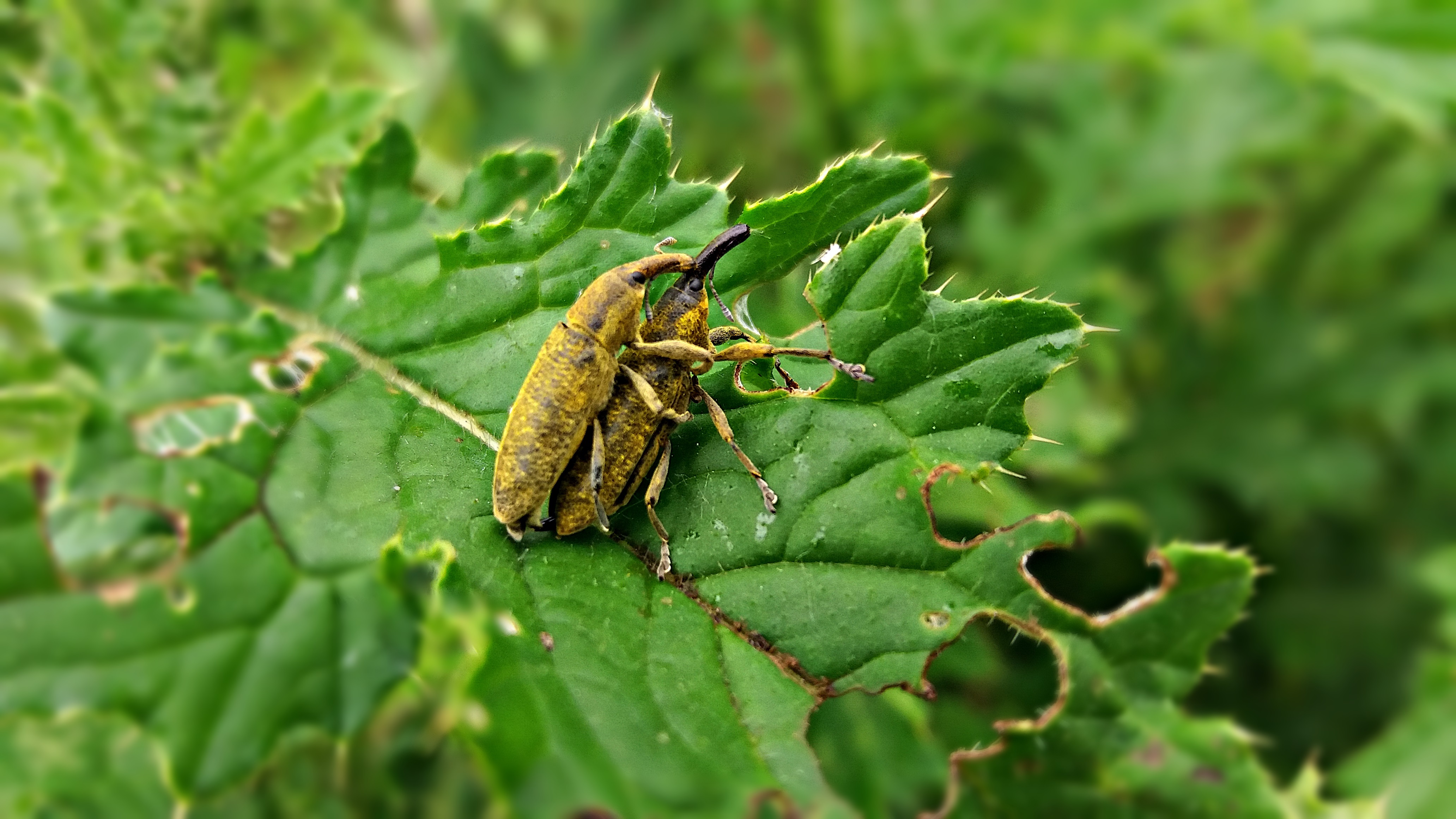 Beetle Nature Insect The free image download