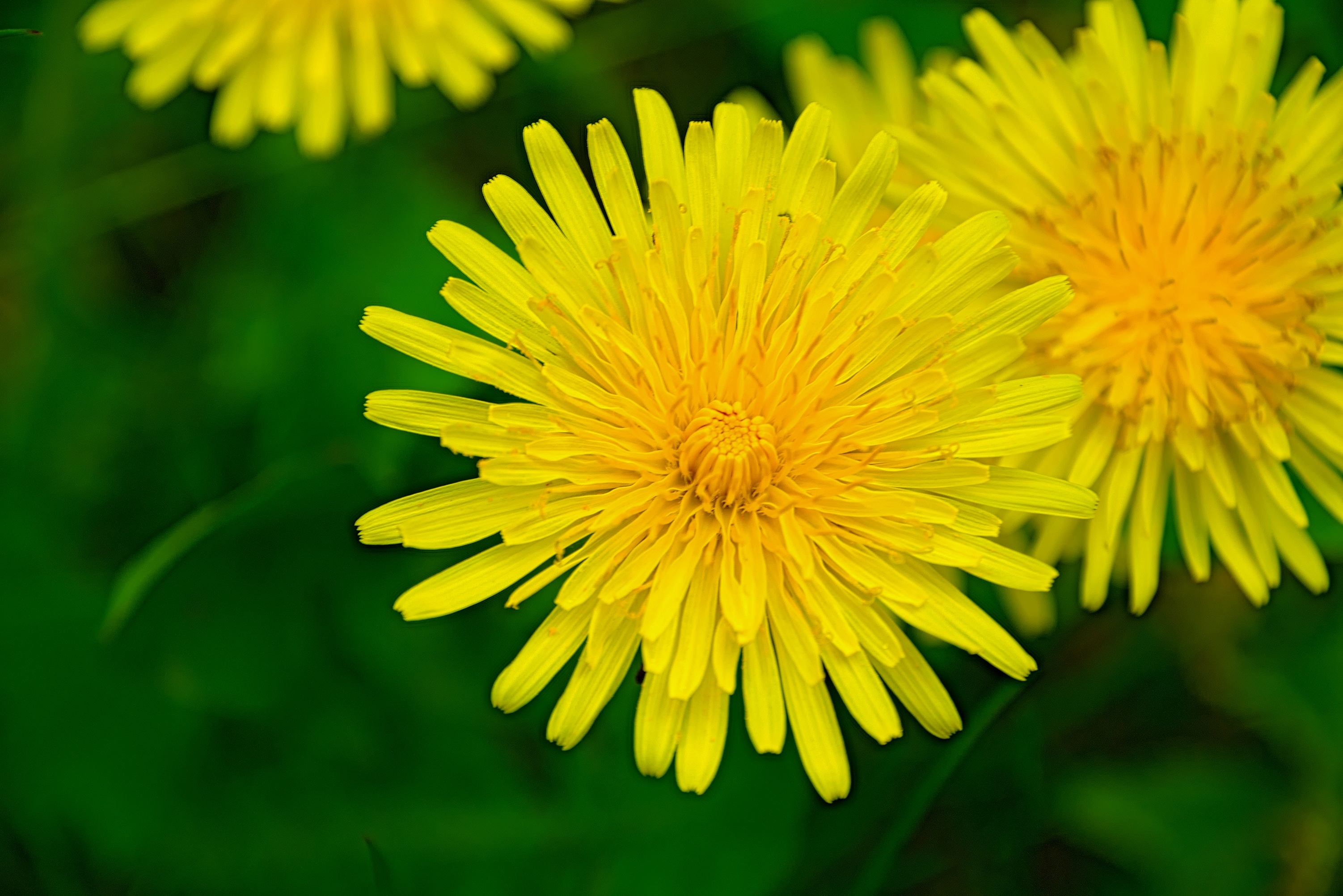 Nuns Yellow Spring free image download