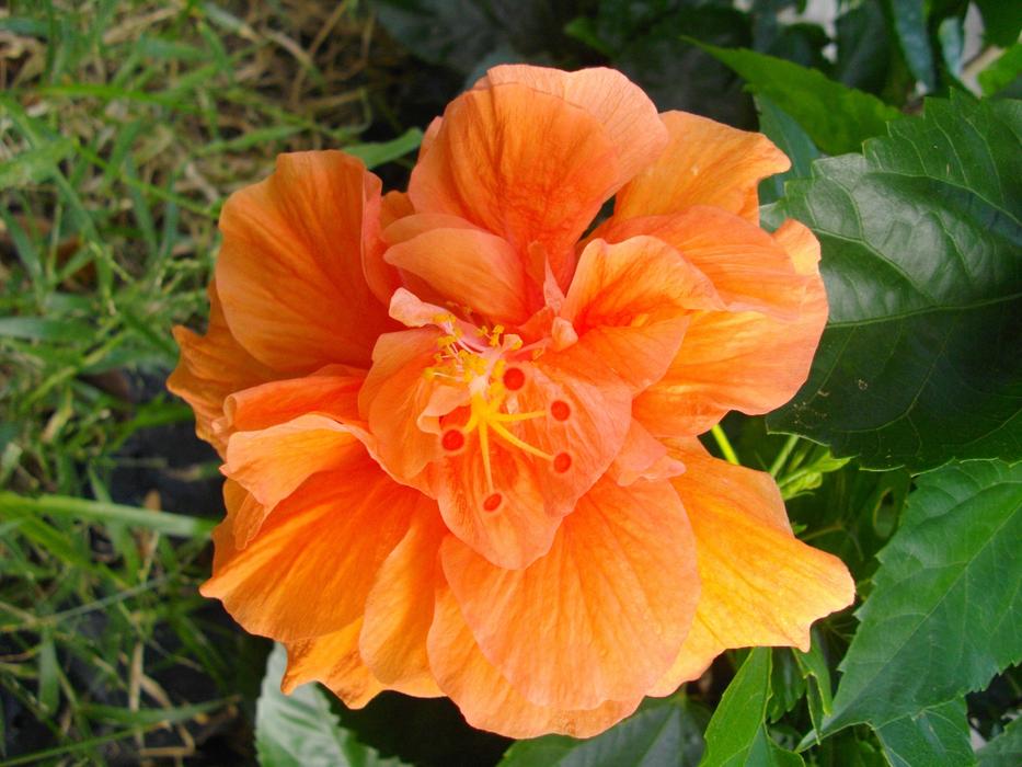 Orange hibiscus in the garden free image download