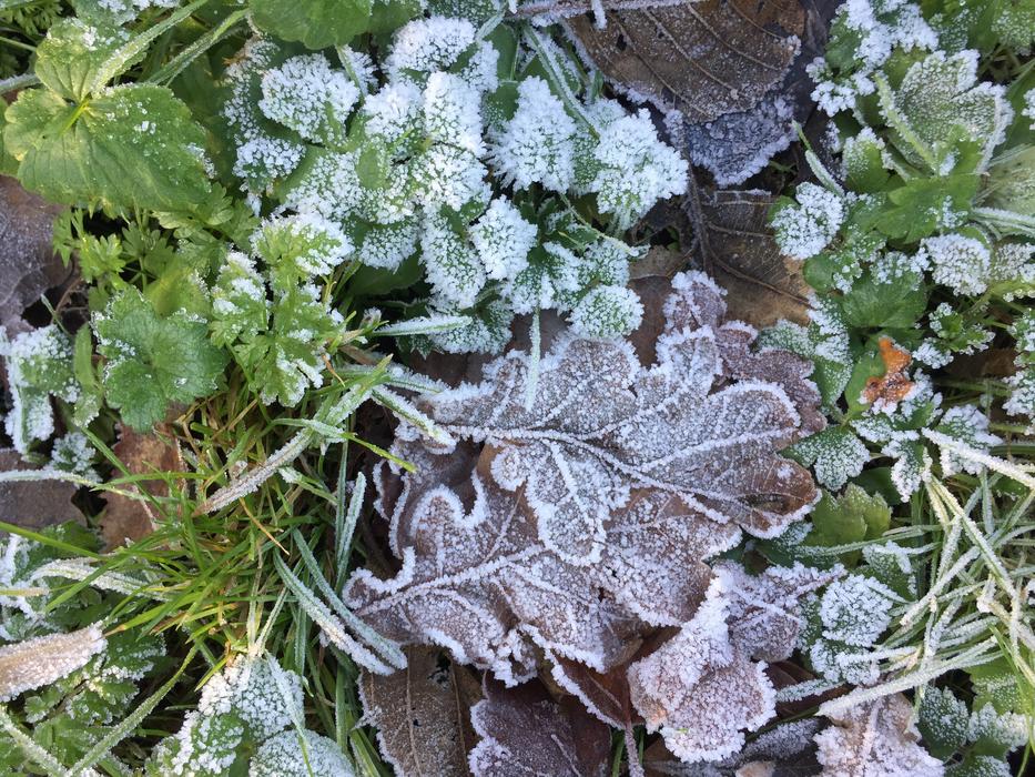 Winter Ripe Cold free image download