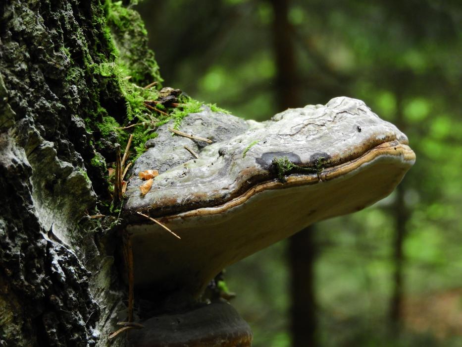 Tree Fungus Forest Birch free image download