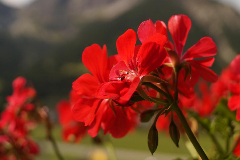 Geranium Flowers Red free image download