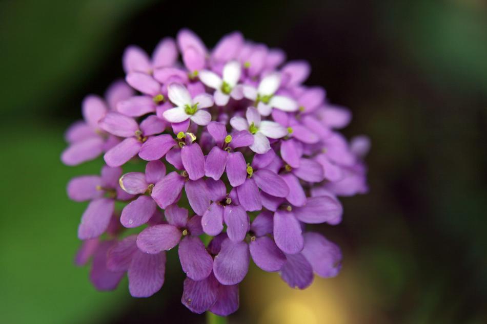 Candytuft Iberis Macro Purple free image download