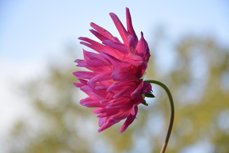 Flower Profile Flowers Rose free image download