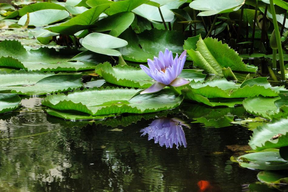 Nymphaea Alba Lotus Flower free image download