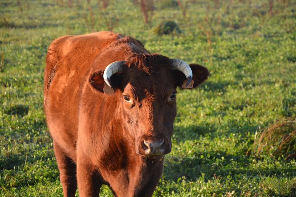 Cow Portrait Horns Front free image download