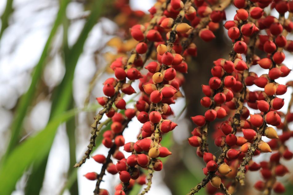 Plant Tree Wood free image download