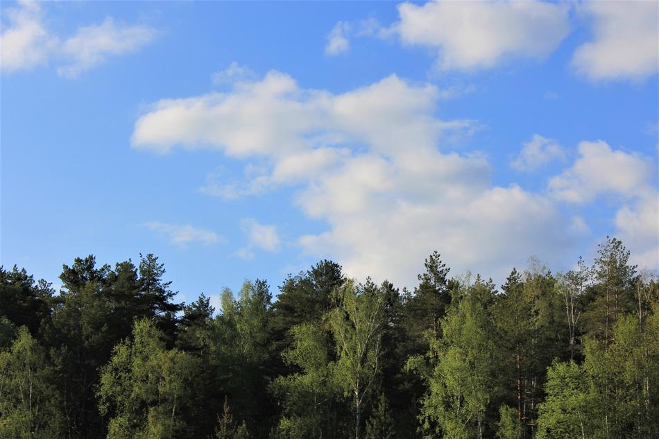 Sky Forest Nature Blue free image download