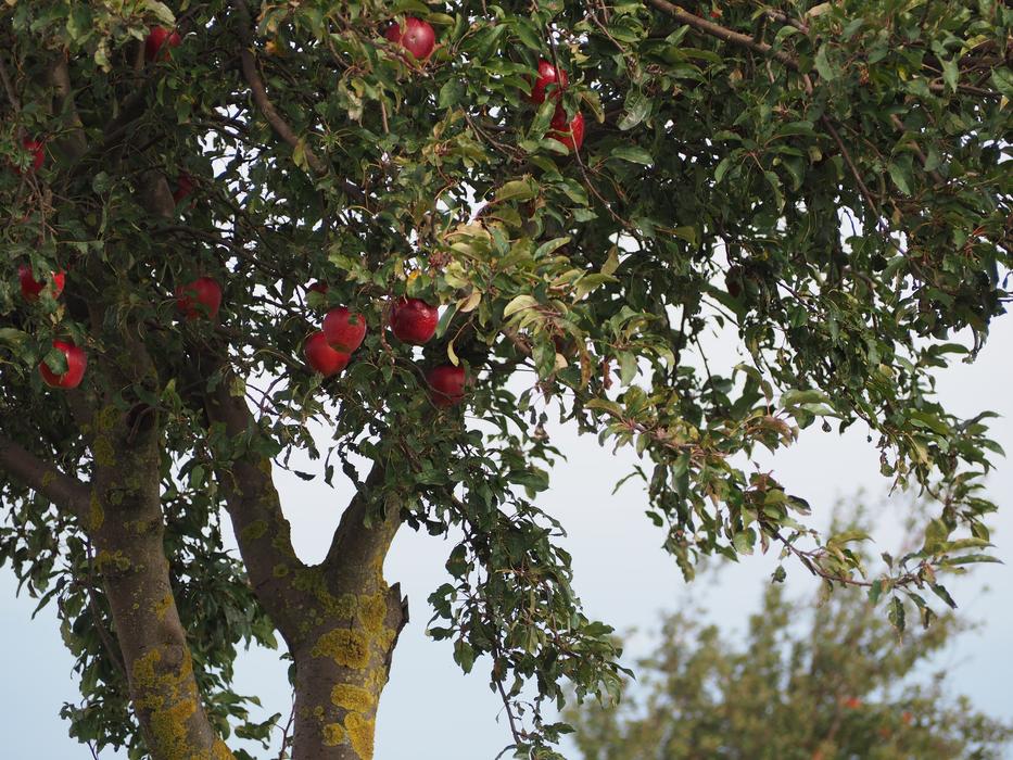 Apple Tree free image download