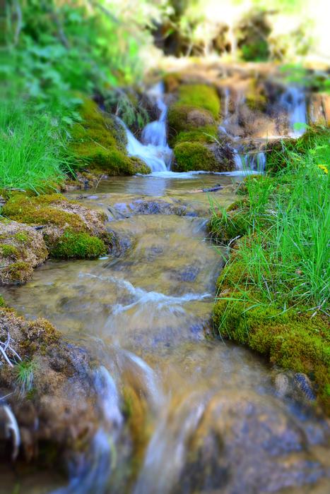 Water Forest Nature free image download
