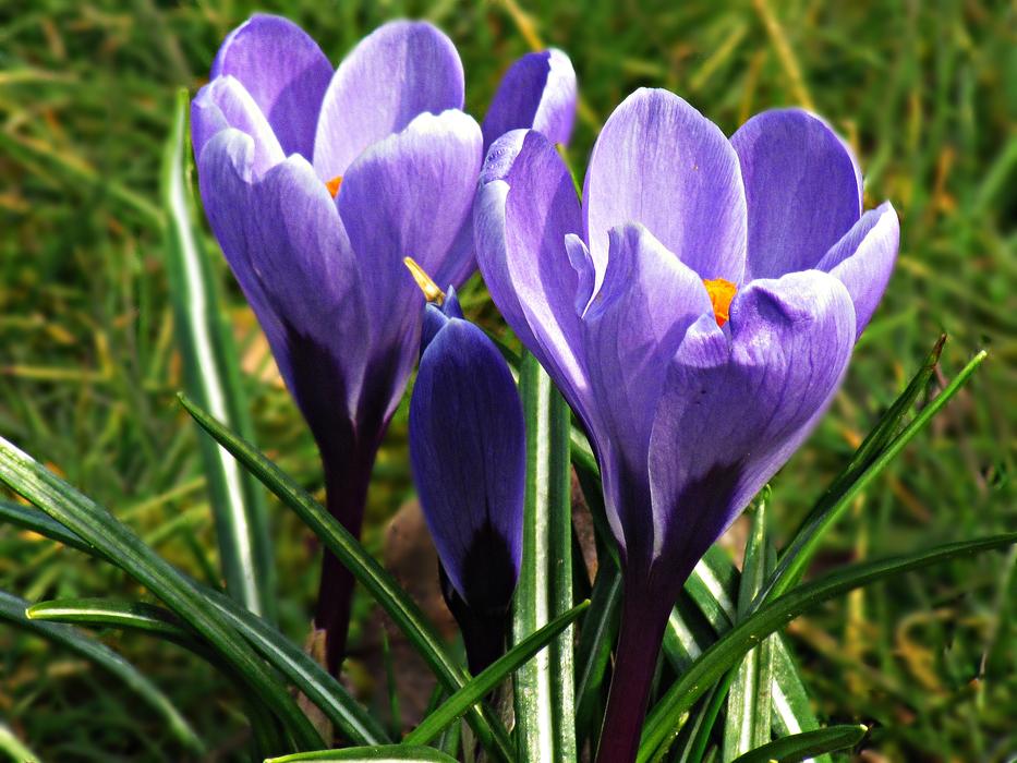 Krokus Flowers Yellow free image download