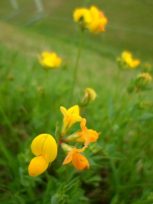 Flower Yellow Green free image download