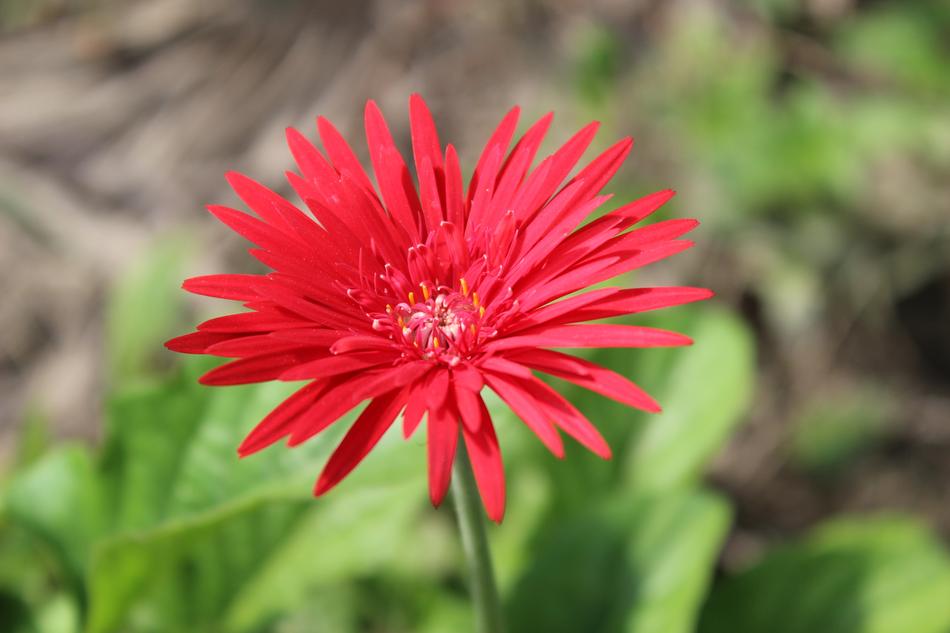 Flowers Red Summer free image download
