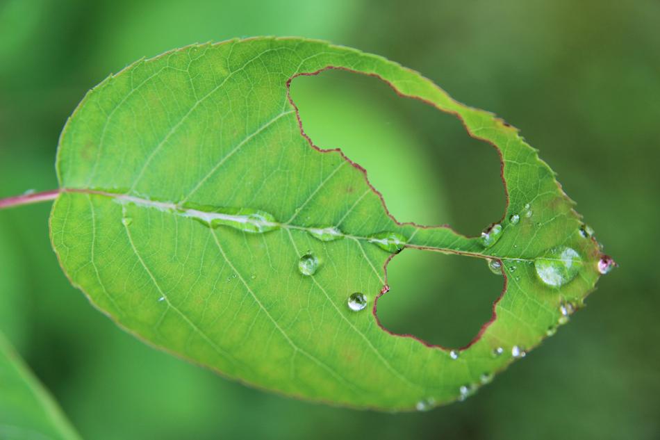 Leaf Nature Foliage free image download