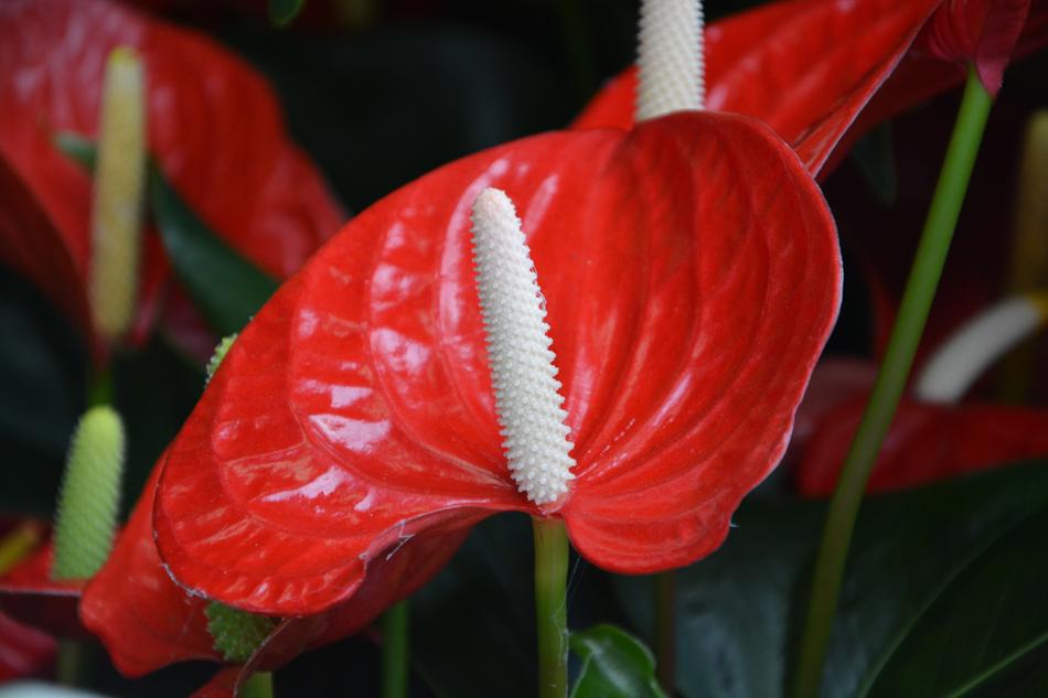 Flower Anthurium Andreanum Mix free image download
