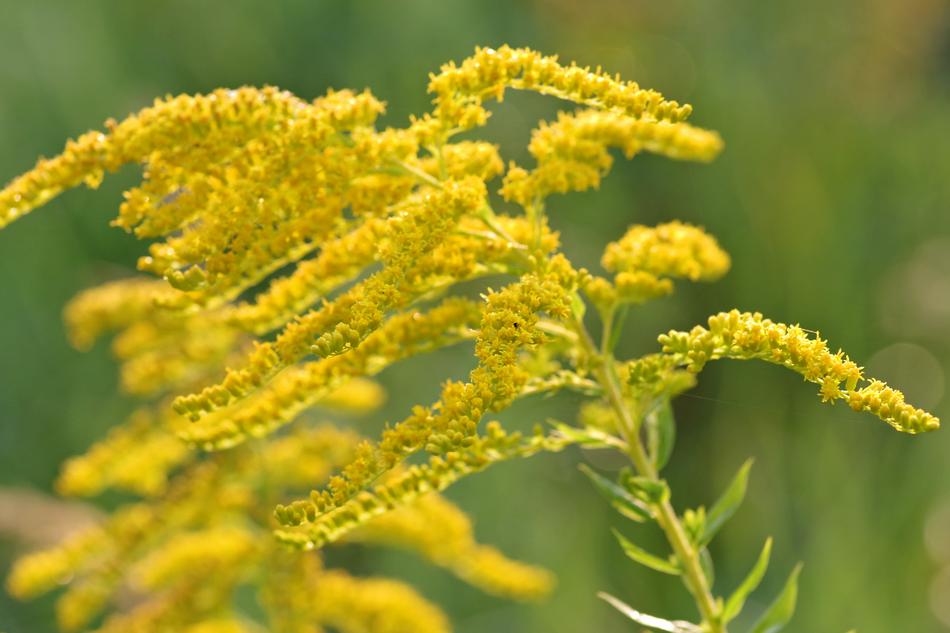 Goldenrod Yellow Flowers free image download