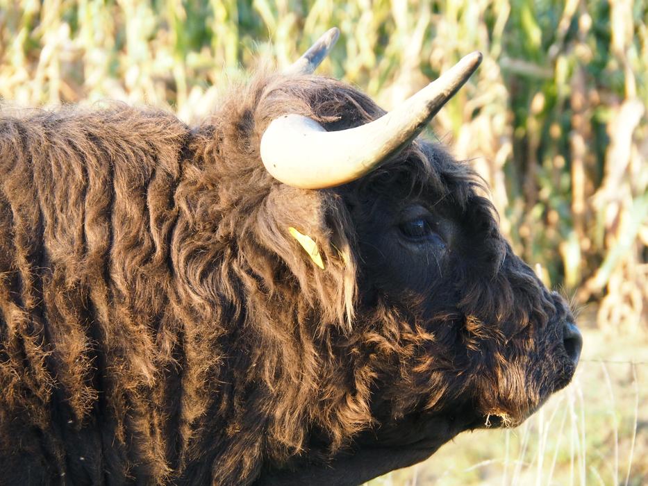 Beef Cow Highland free image download