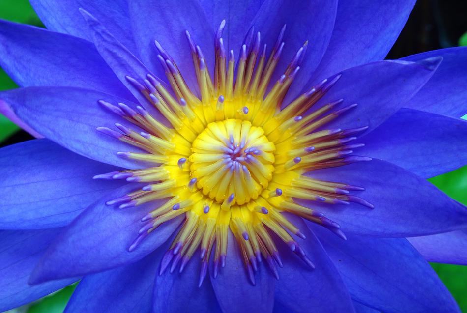 Lily Flower Nymphaea Tina free image download