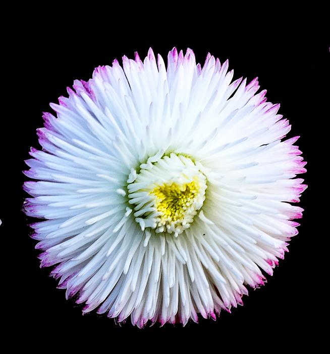 Aster White free image download