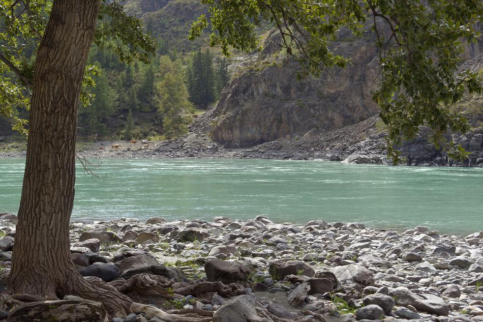 Katun River Tree Landscape free image download