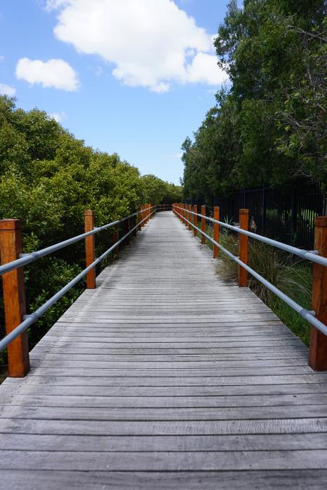 Outdoor Nature Bridge free image download