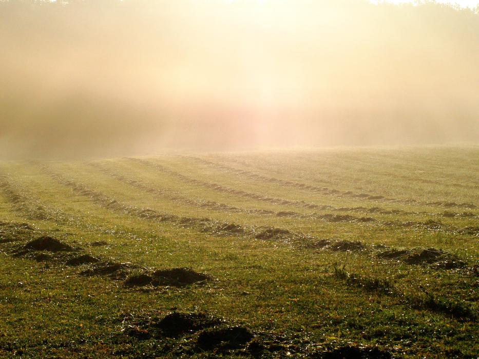 Indian Summer Dew Morning free image download