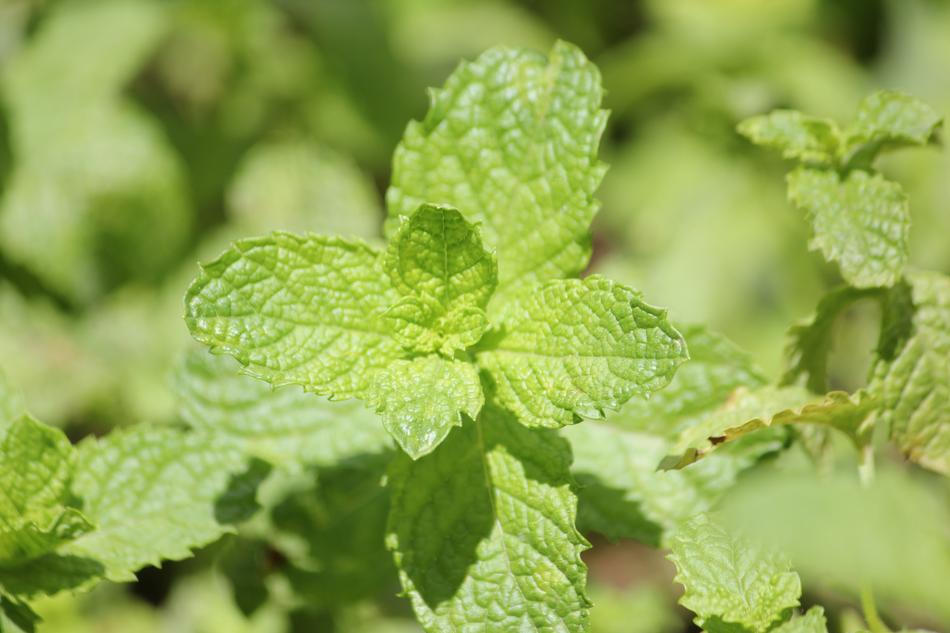 Mint Natural Nature free image download