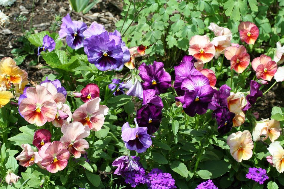 Viola Pansy Pansies free image download