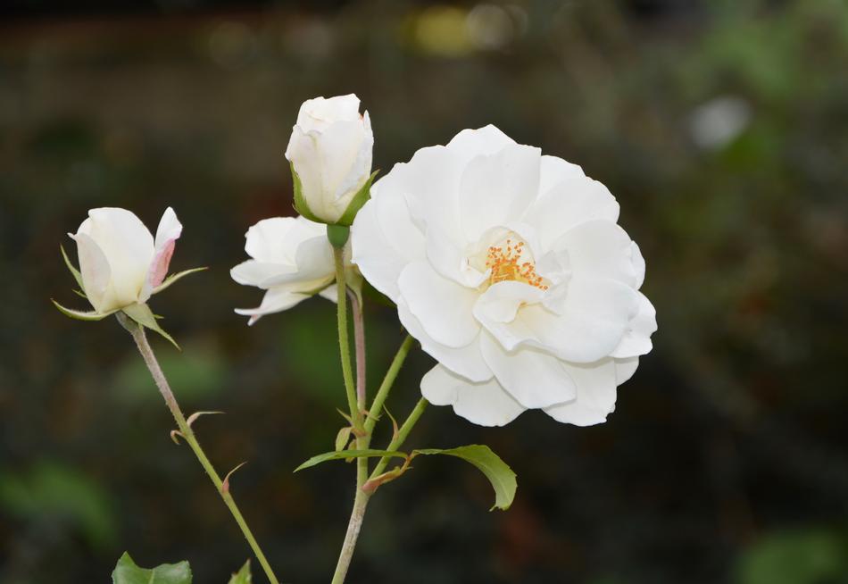 White Rose Buttons Flowers free image download